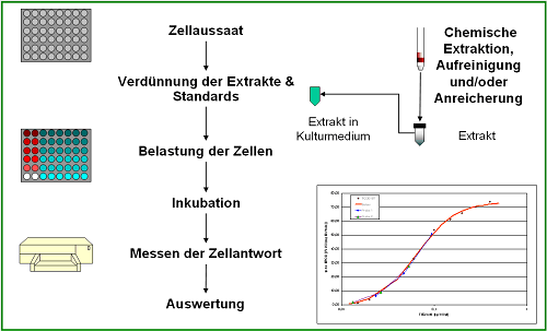 Dioxin-Screening mit einem Biotest | Nds. Landesamt für ...