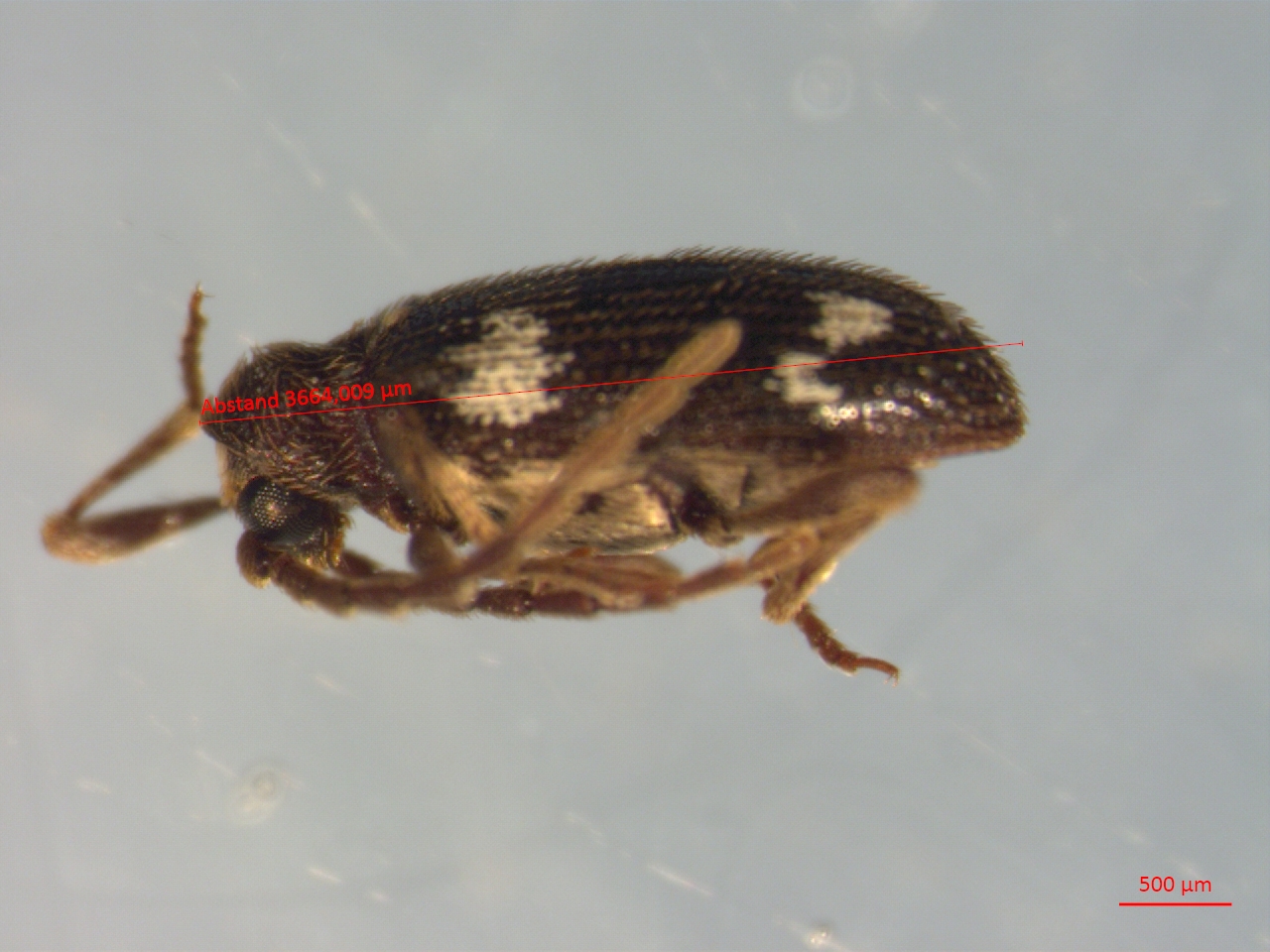 Der Australische Diebkäfer, Ptinus tectus | Nds. Landesamt für ...