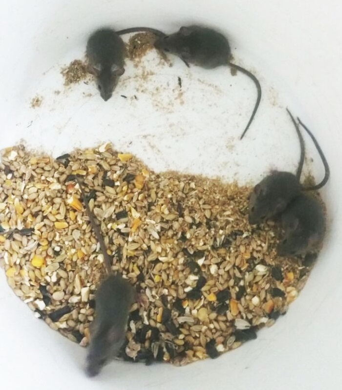 Die Hausmaus | Nds. Landesamt für Verbraucherschutz und ...